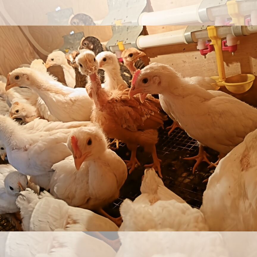 Домашние цыплята несушки