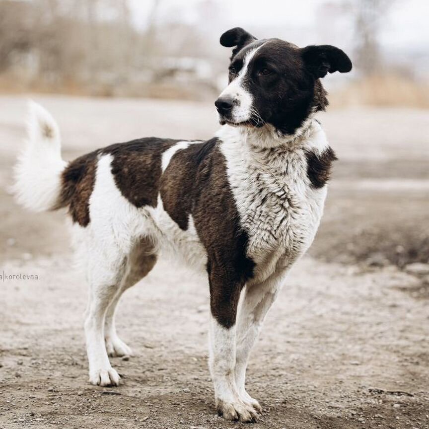 Взрослый пёс в добрые руки