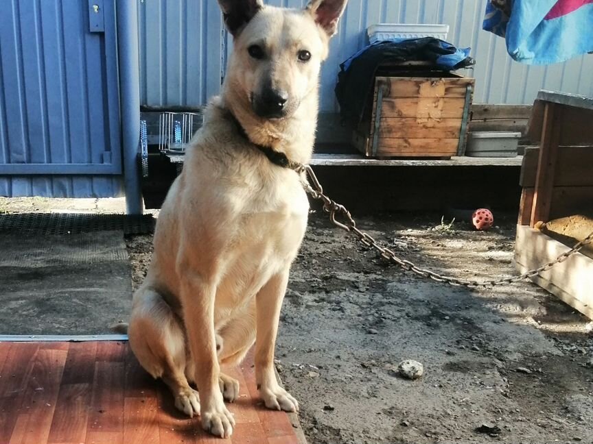 Щенок 7 месяцев