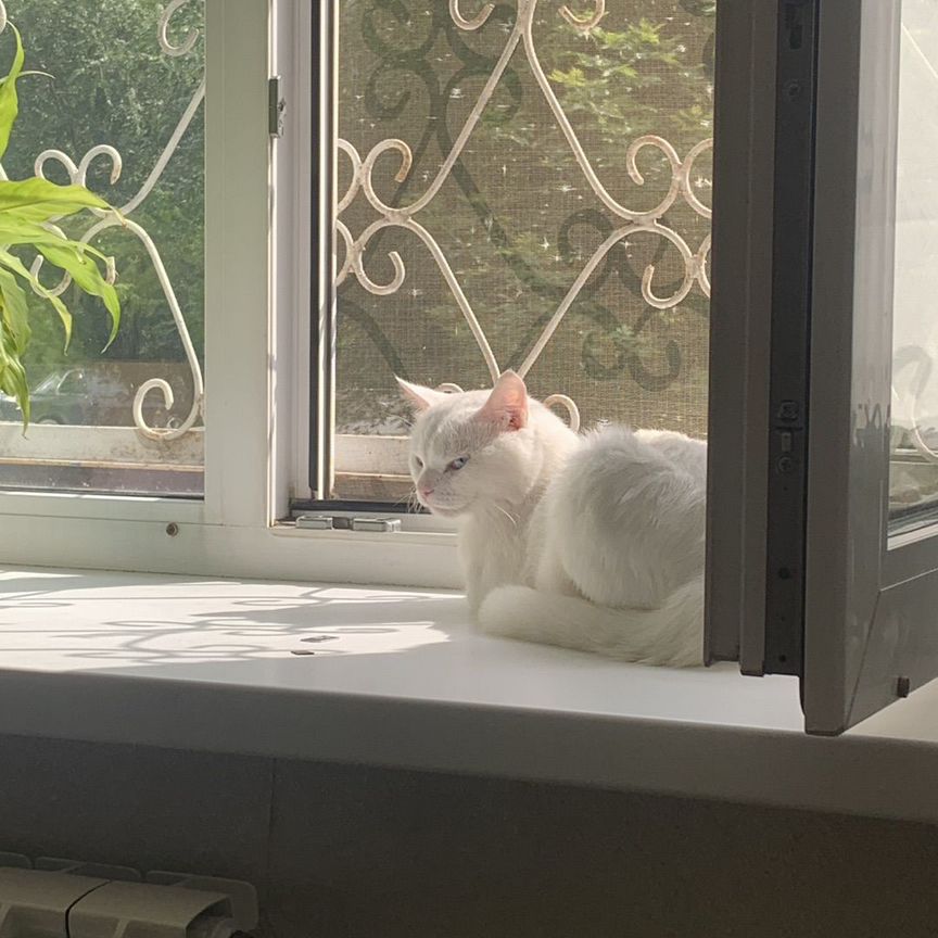 Кот мальчик 1 год