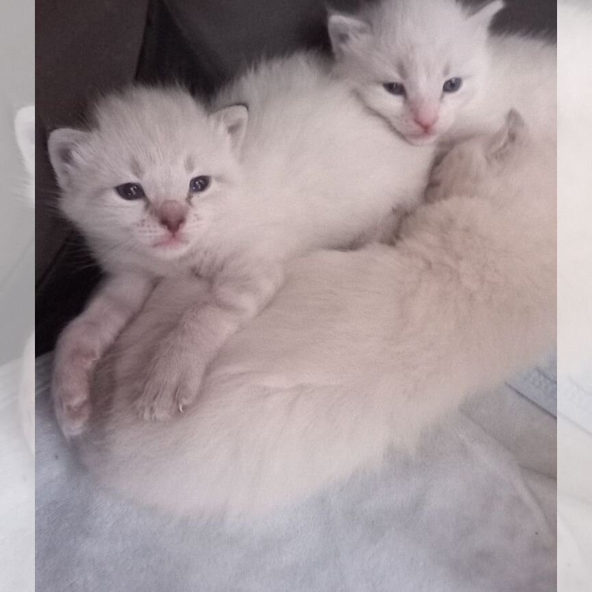 Тайский котёнок