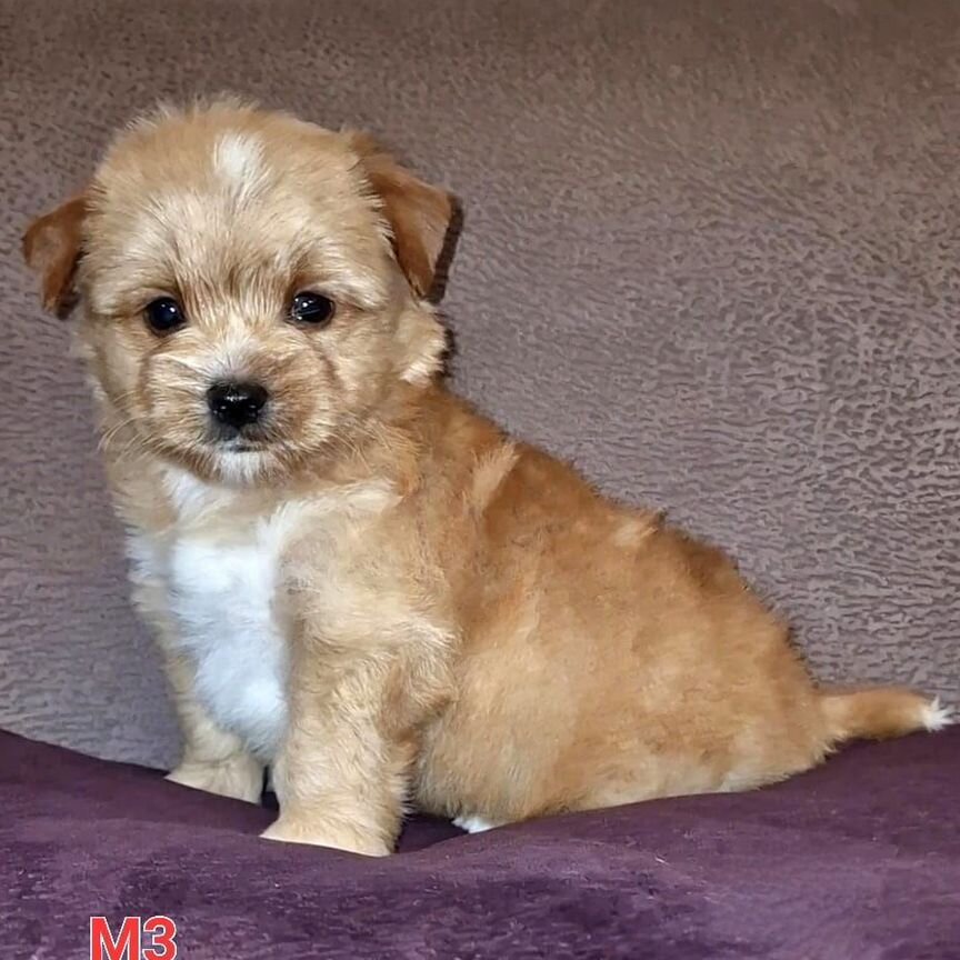 Голдаст-йорк, щенок