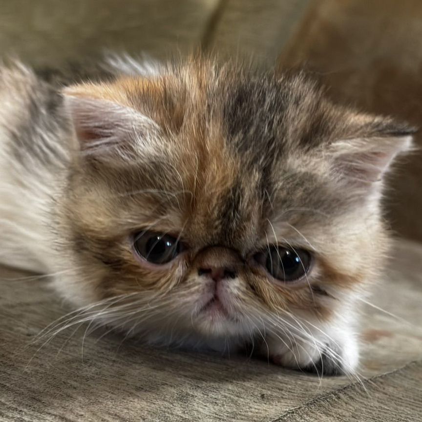 Персидский котёнок