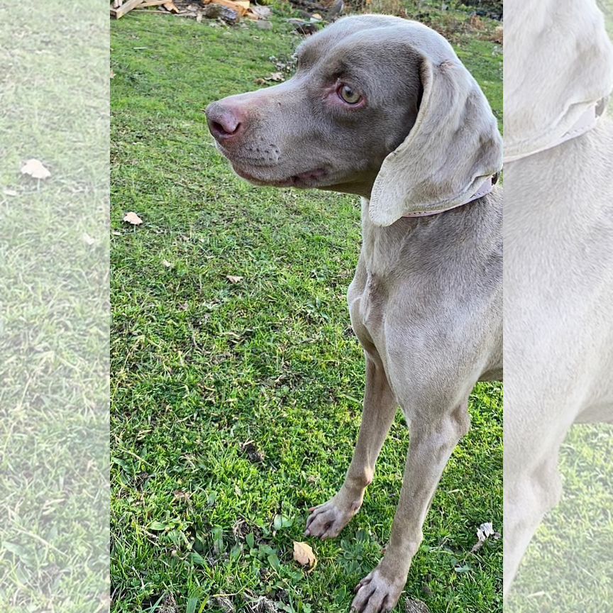 Веймаранер, щенок