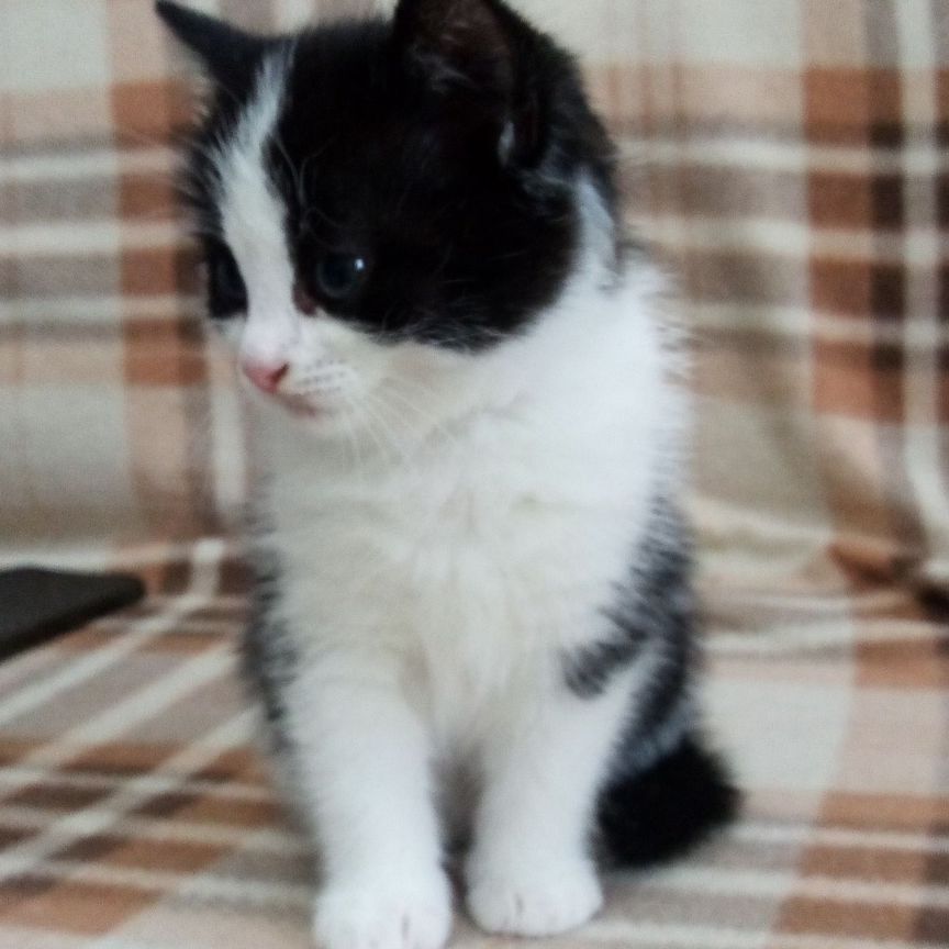 Котенок девочка,озорная,умная, ходит в лоток