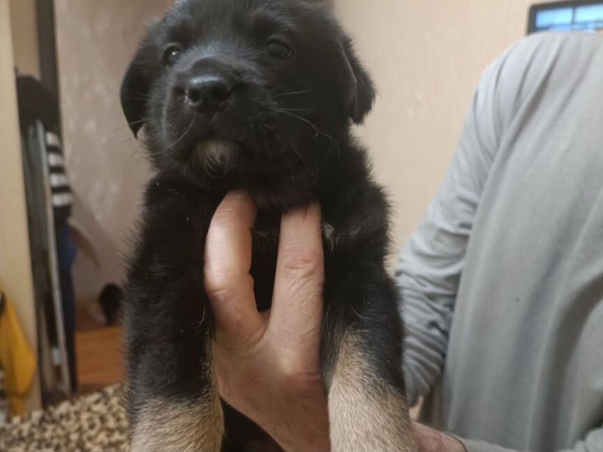 Отдам щенков бордер-колли в добрые руки