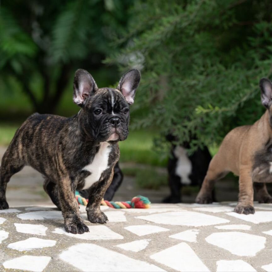 Мальчик Французский бульдог, редкий окрас