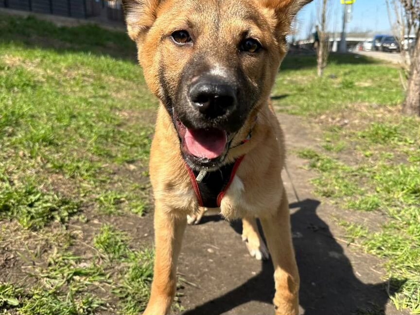 Щенок девочка в добрые руки