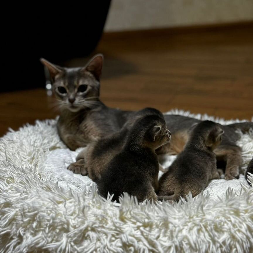 Абиссинские котята голубые