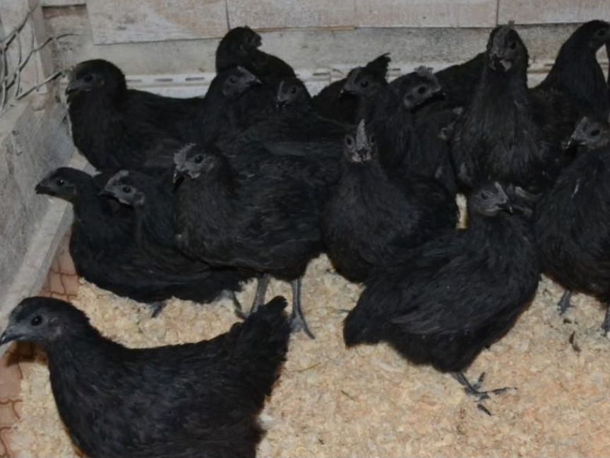 Куры Ухейилюй