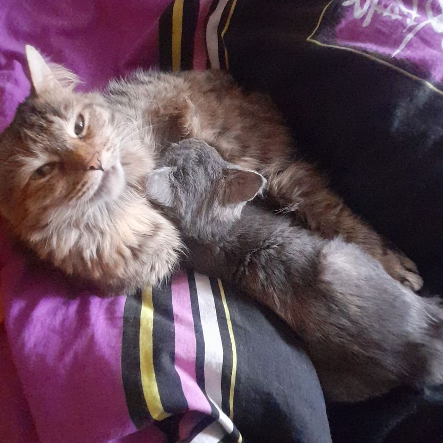 Отдам в добрые руки