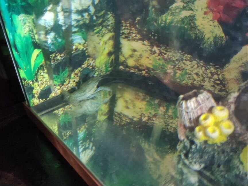 Аквариумные раки