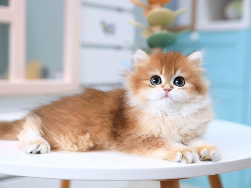 Британские котята