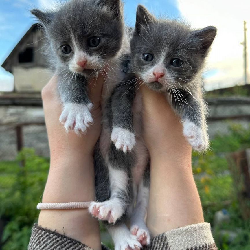 Котята в добрые руки