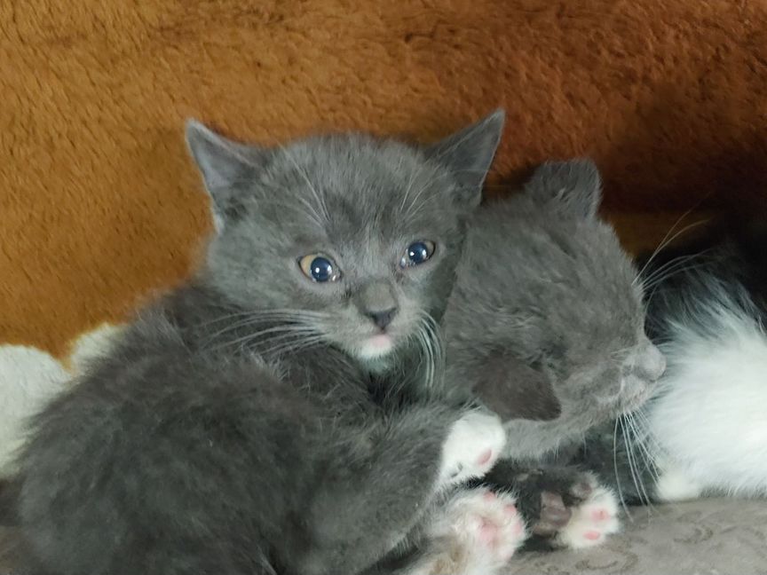 Шотландский котёнок