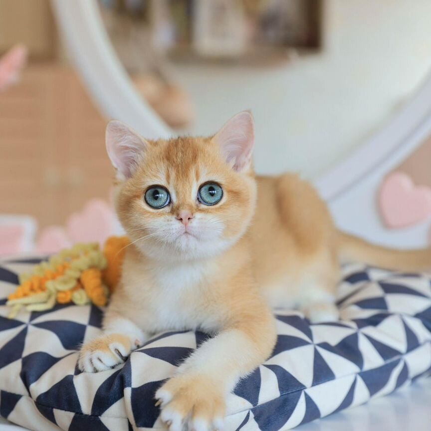 Котята британская золотая шиншилла