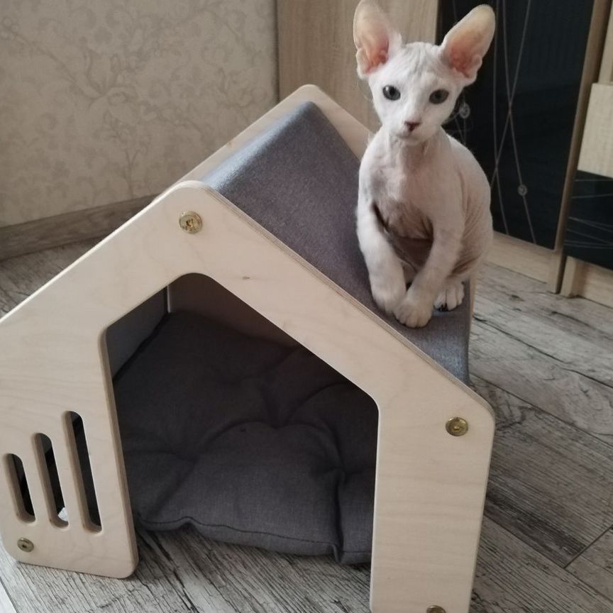 Канадский сфинкс котенок