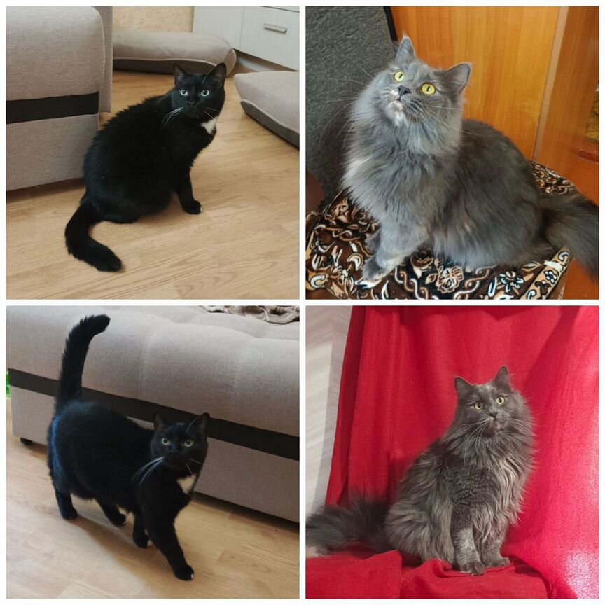 Красивые девочки ищут семью