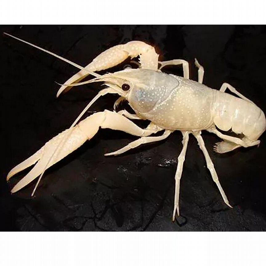 Аквариумный белый рак