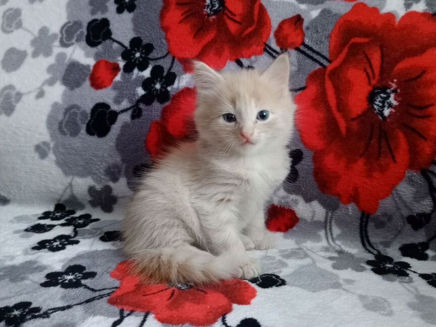 Котята