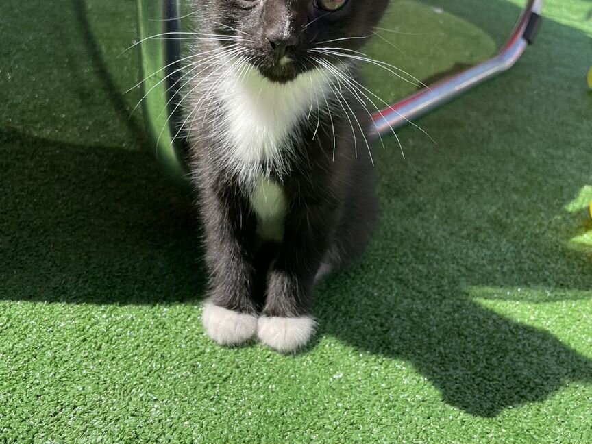 Кошка