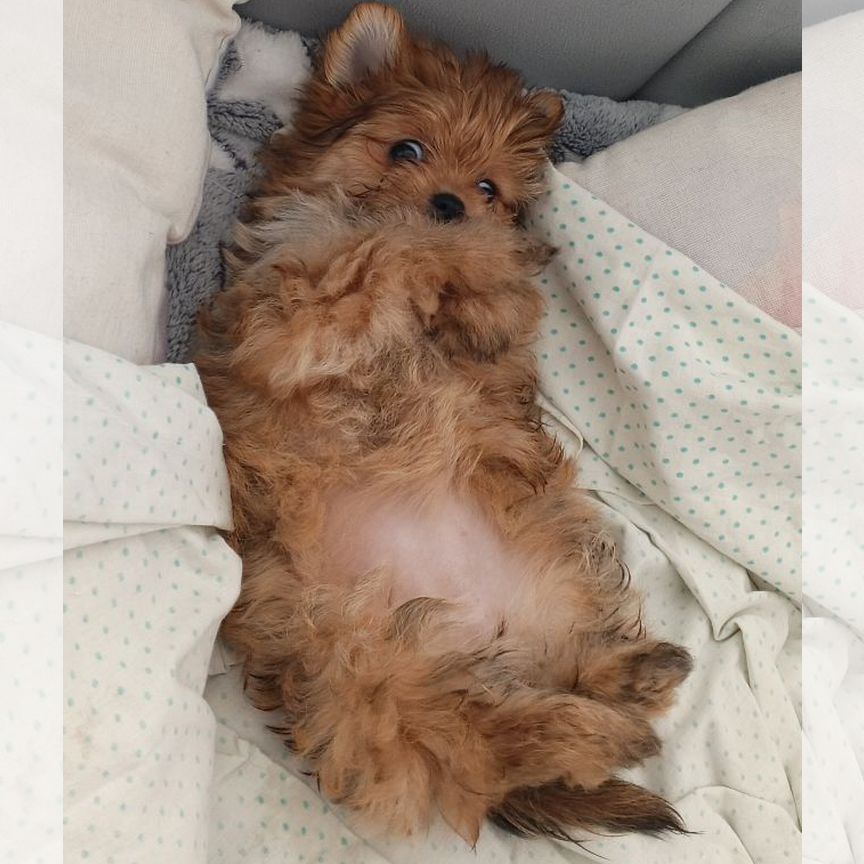 Померанский шпиц, щенок