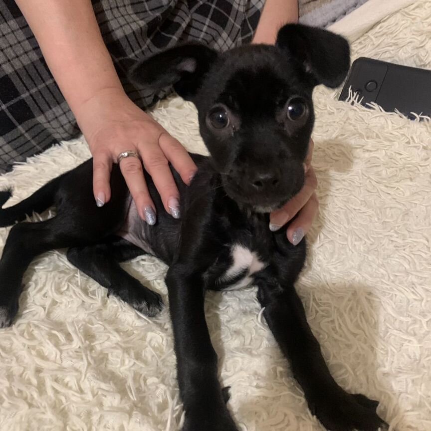 Щенок в добрые руки