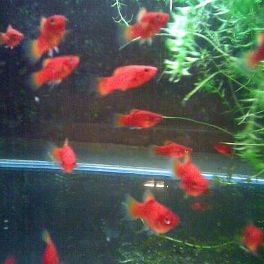 Рыбки аквариумные