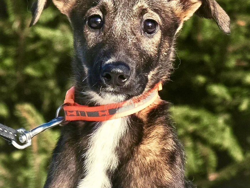 Щенок в добрые руки бесплатно