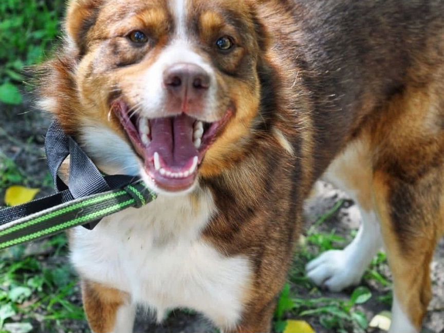 Пес Рыжий отличный охранник