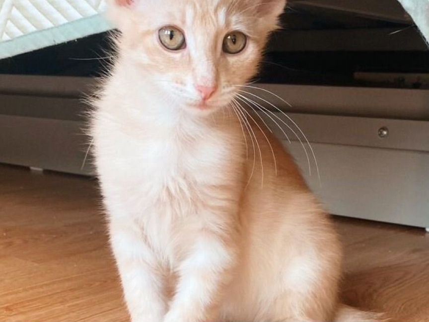 Необычный рыжий ласковый котёнок 3,5 м
