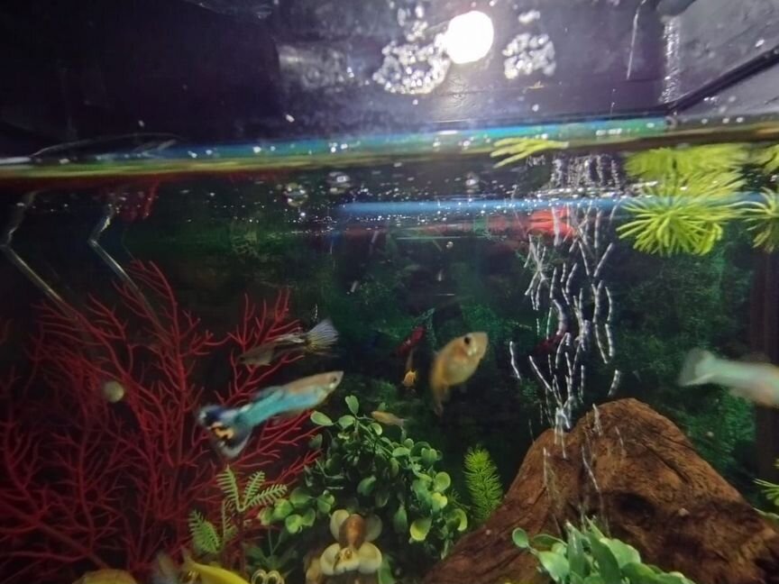Аквариумные рыбки отдам бесплатно