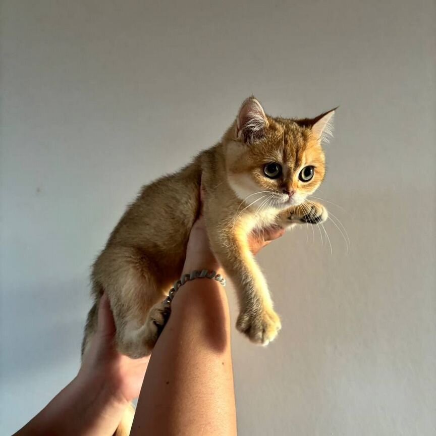 Британские котята, девочка