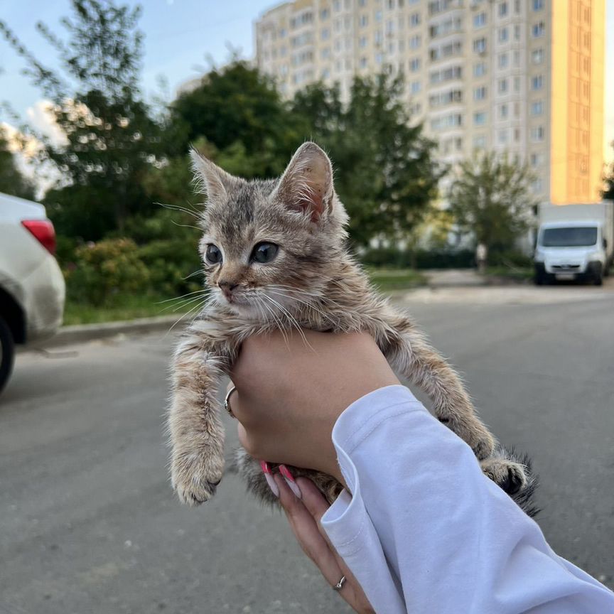Котята в добрые руки 1 месяц
