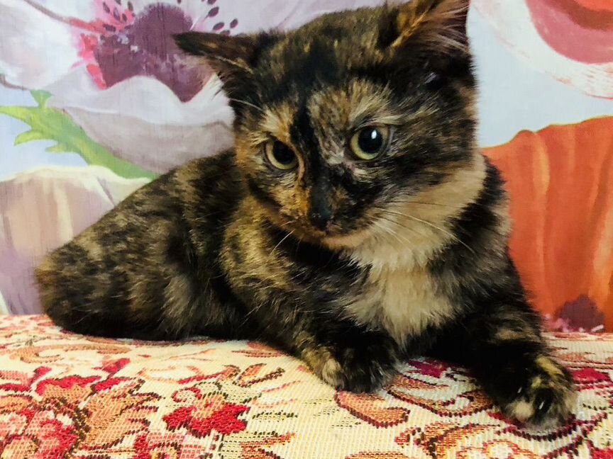 Котенок черепаховый окрас