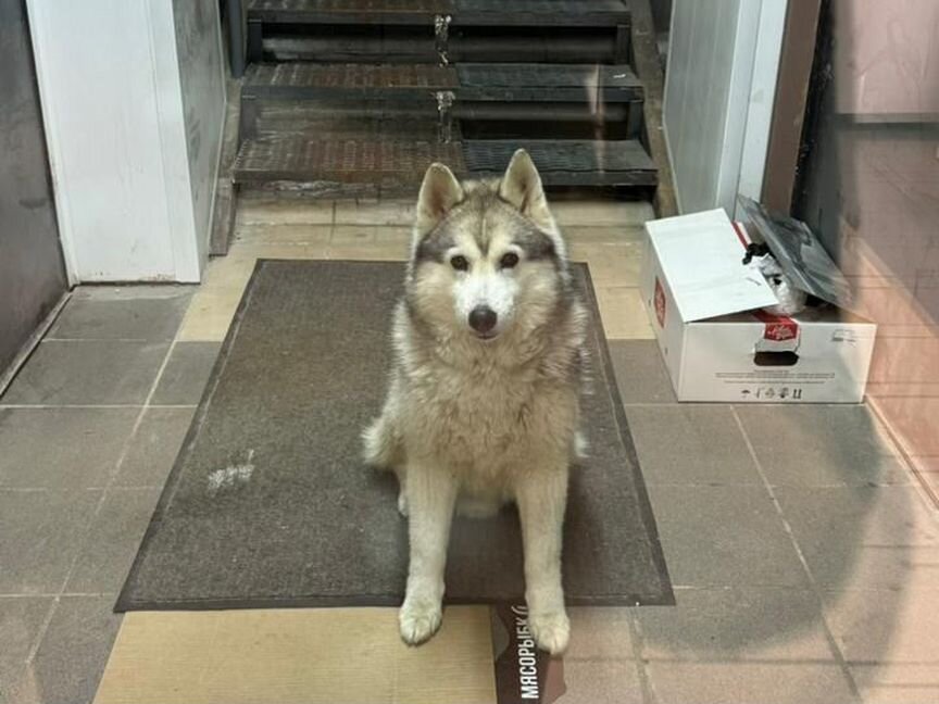 Кому нужен друг, найден на улице