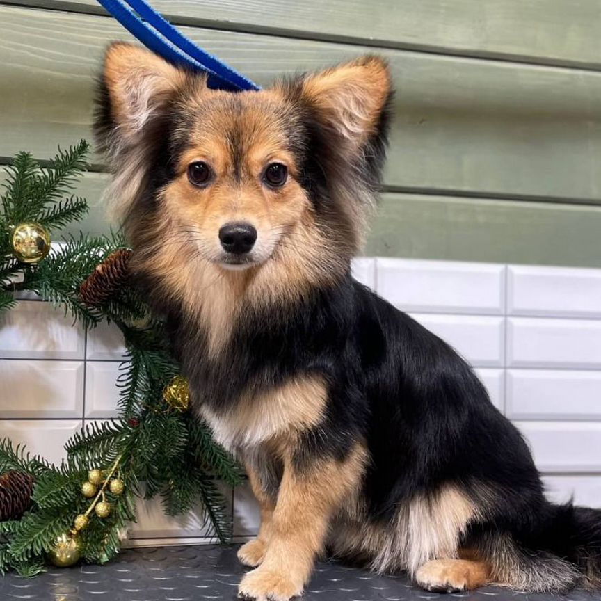 Щенок от частного владельца