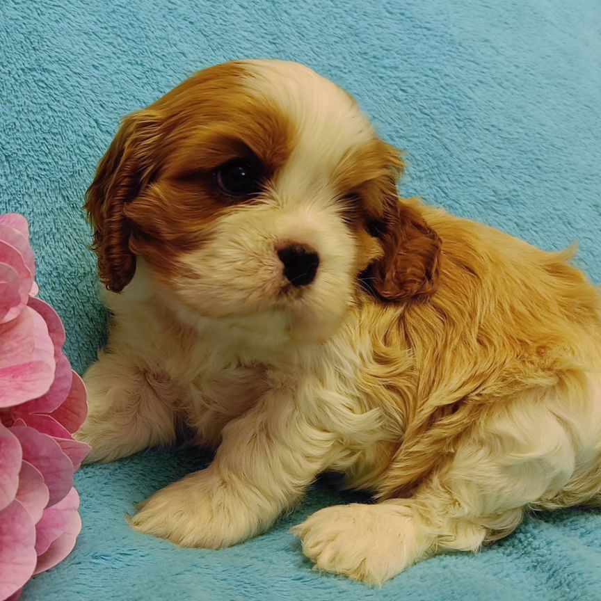 Великолепный мальчик Кавалер кинг чарльз спаниель