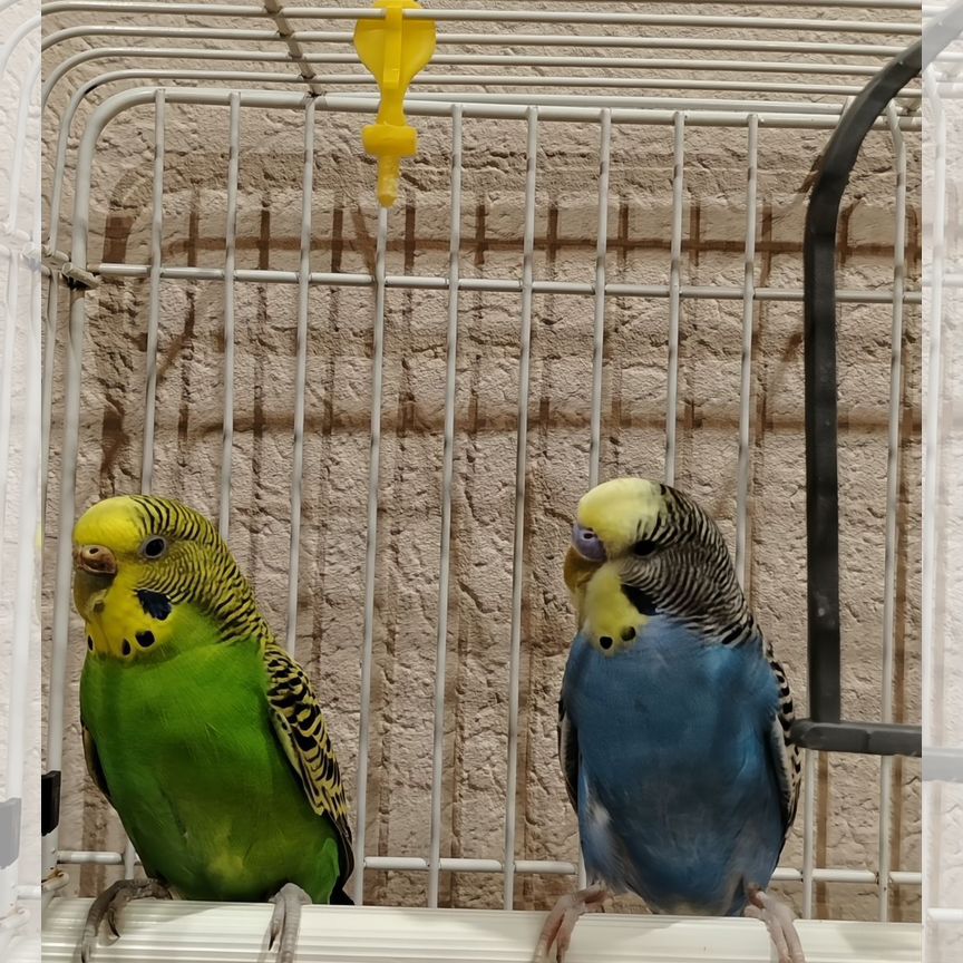 Волнистый попугай