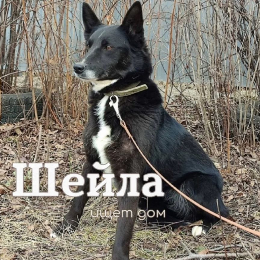 Взрослая собака в добрые руки