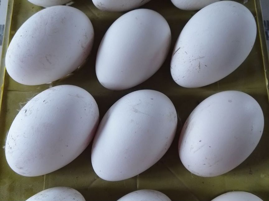 Инкубационное яйцо гусей