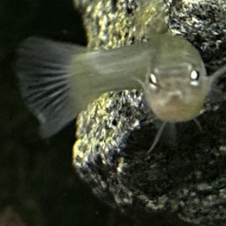 Отдам Гуппи