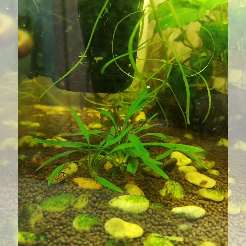 Аквариумные растения