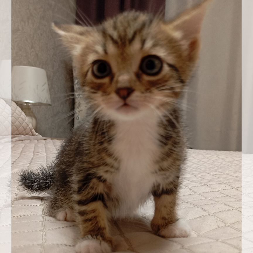 Котёнок в добрые руки