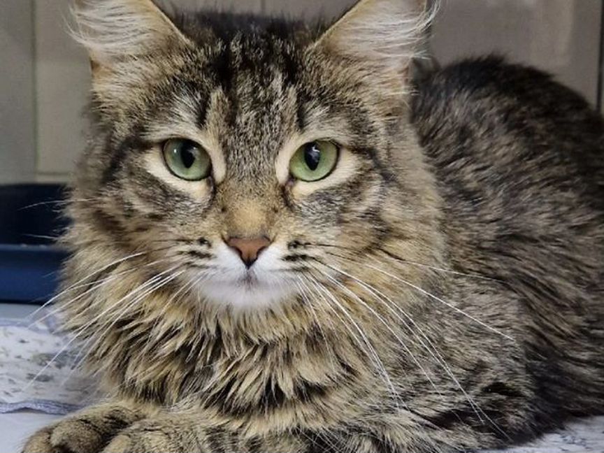 Сибирская кошка