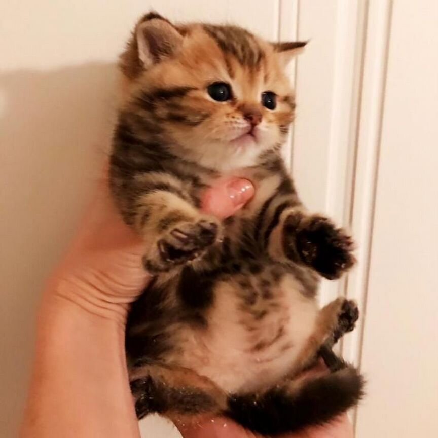 Британские котята
