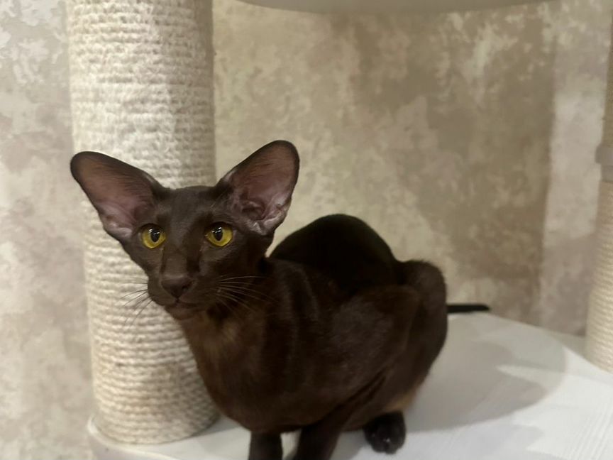 Ориентальная кошка 1 год