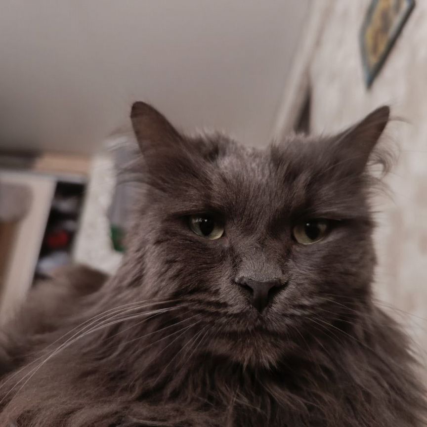 Котята в хорошие руки