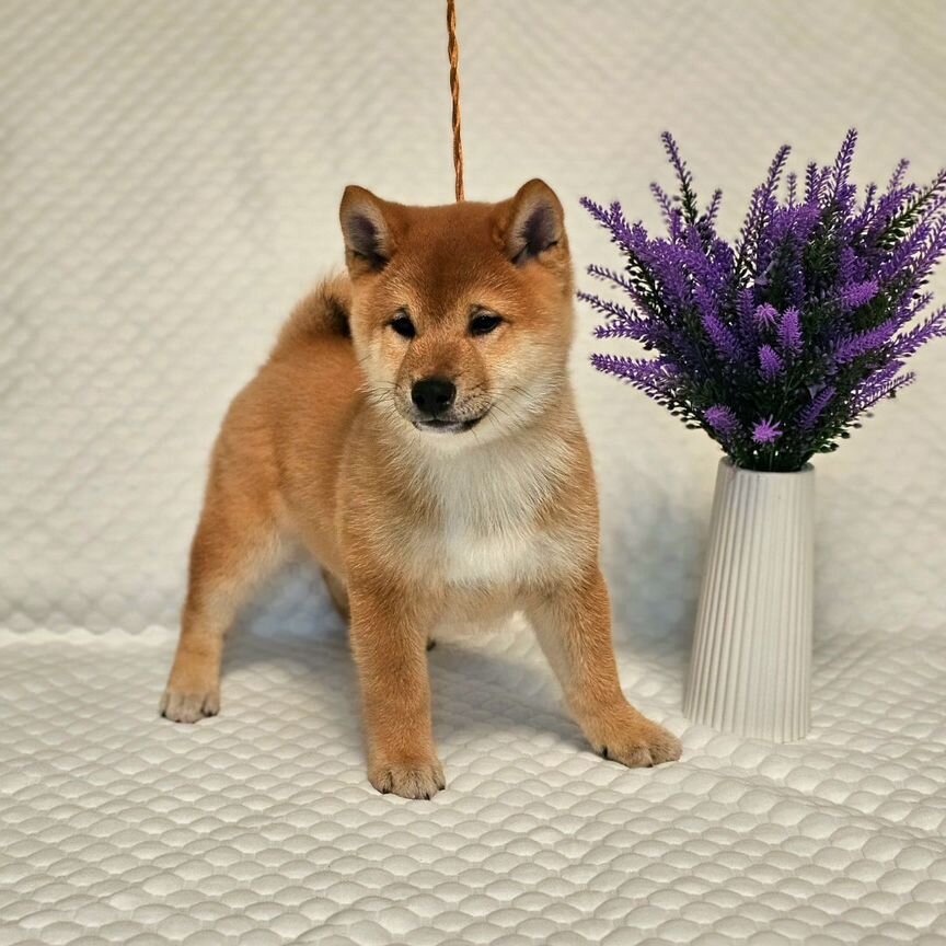 Сиба ину рыжий красавчик