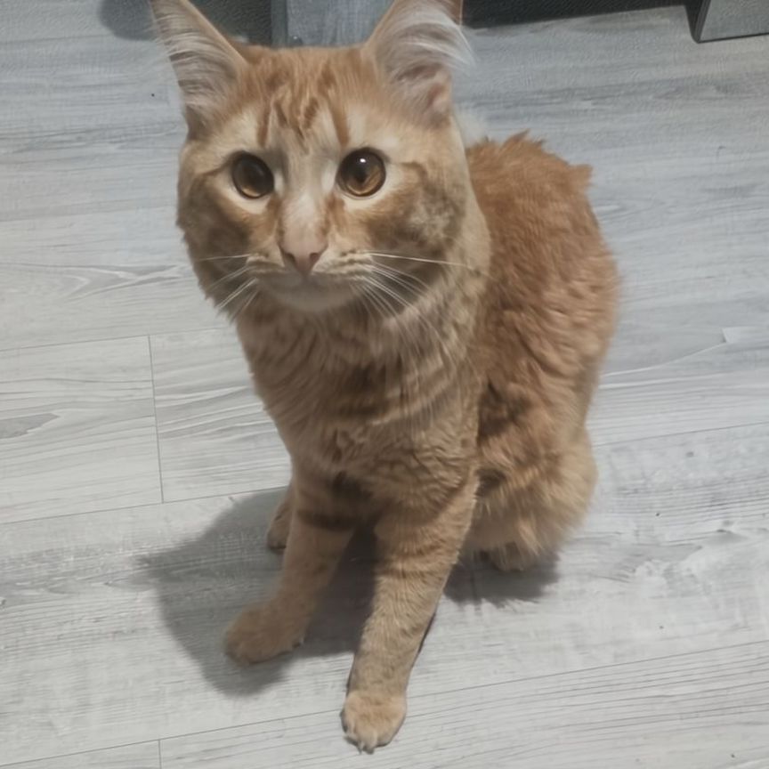 Кот в добрые руки